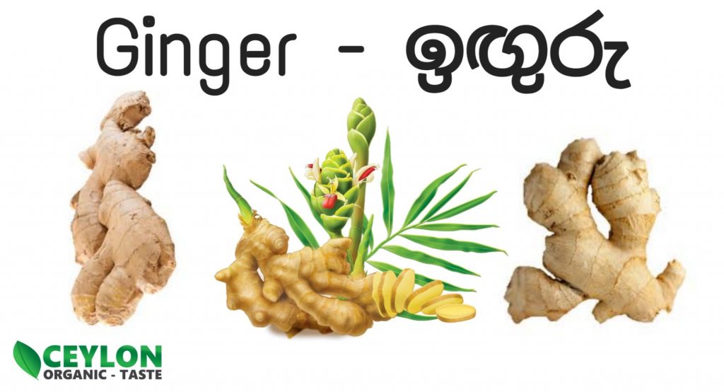7 Benefits of Ginger - Ceylon Organic Taste