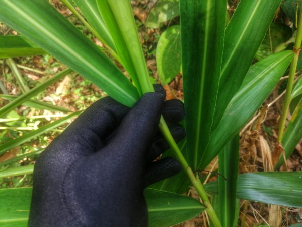 Natural Herb for many medical recipes - Alpinia calcarata / Snap ginger ...