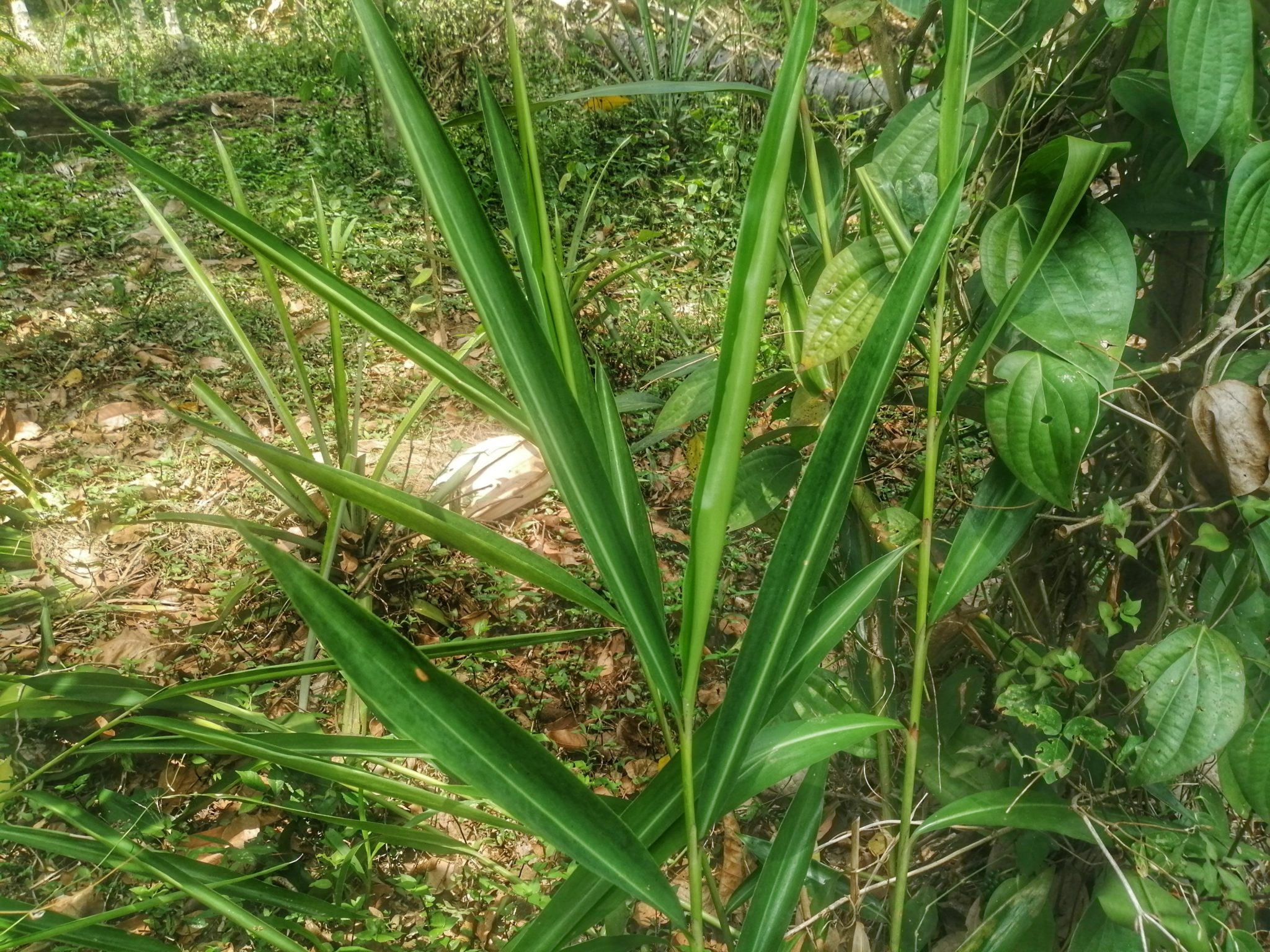 Natural Herb for many medical recipes - Alpinia calcarata / Snap ginger ...
