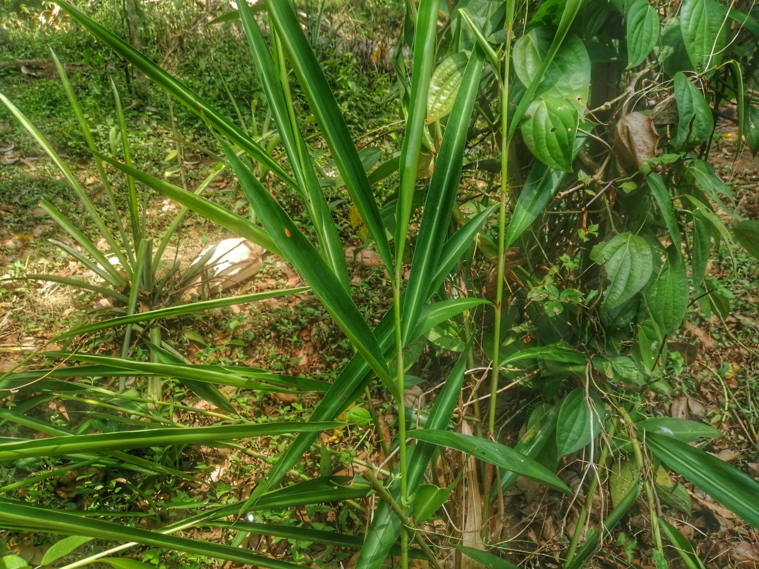 Natural Herb for many medical recipes - Alpinia calcarata / Snap ginger ...