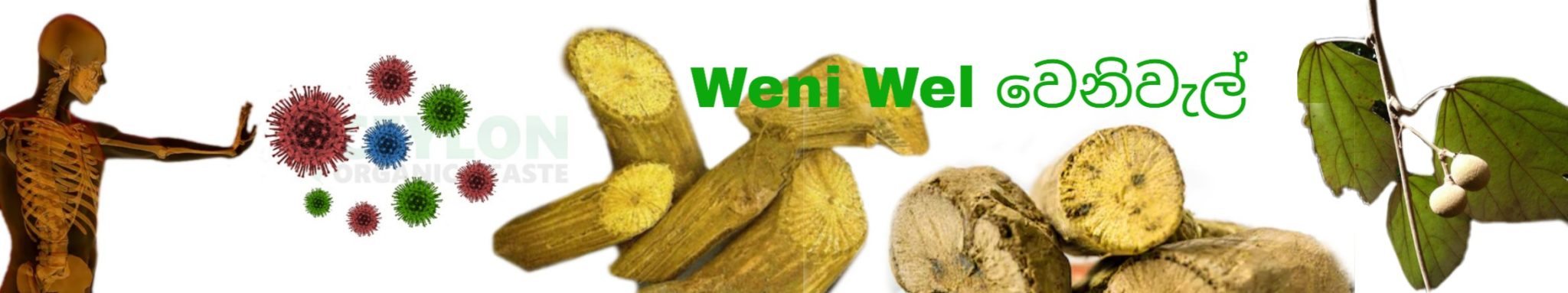 One of the Best Indigenous medical Hurb- False calumba / Veniwelgeta ...