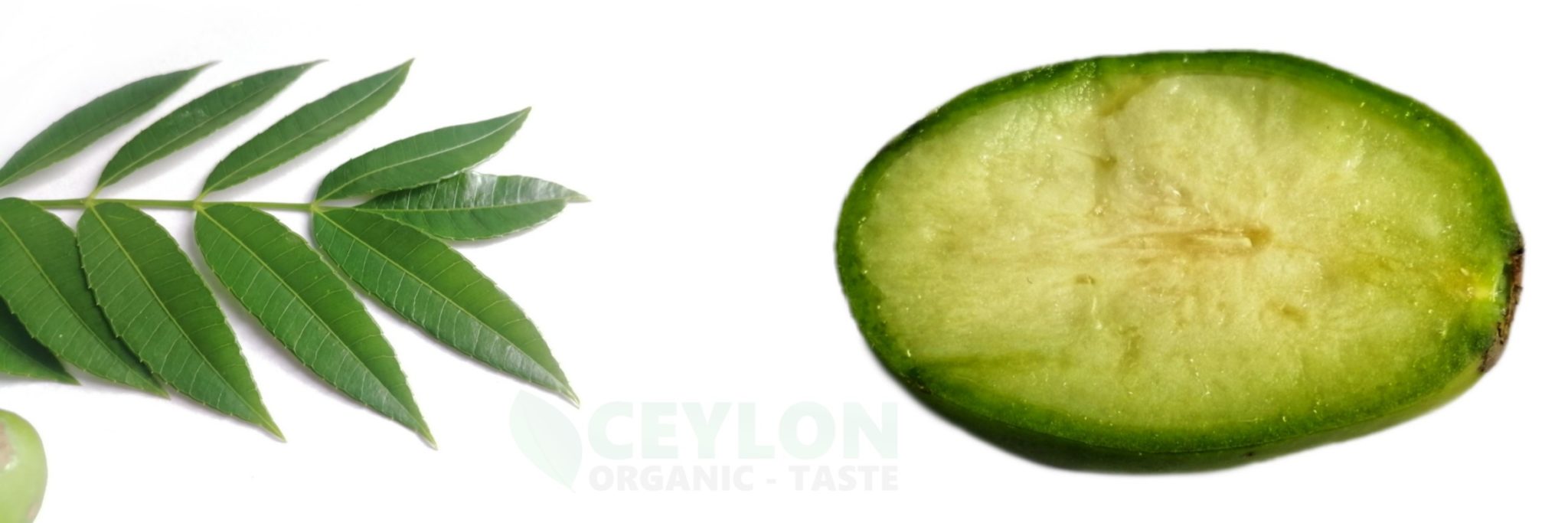 10 Benefits of Spondias dulcis/ Ambarella - Medicinal Fruit - Ceylon ...