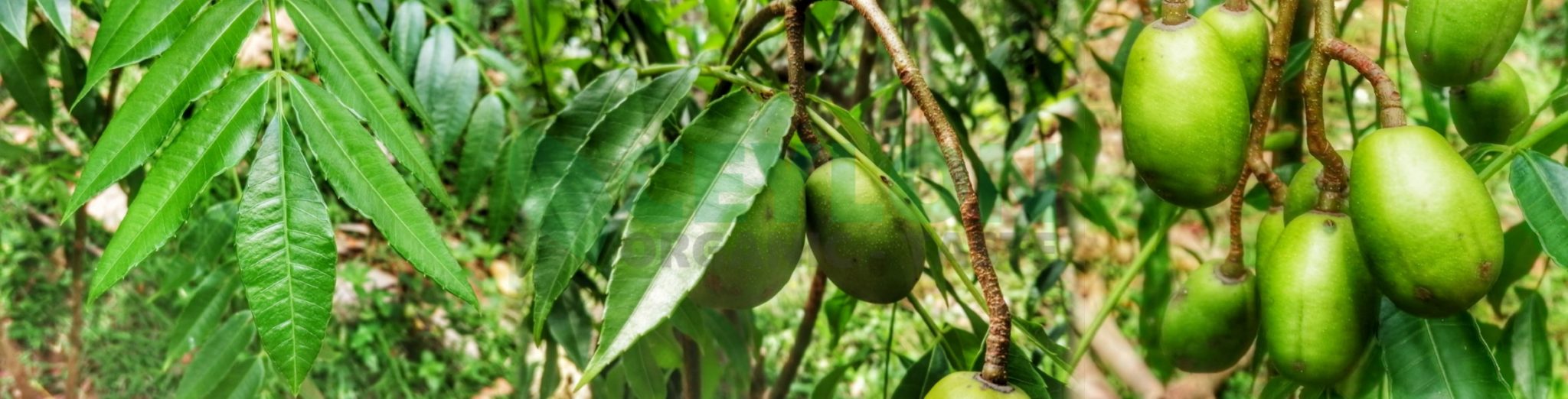 10 Benefits of Spondias dulcis/ Ambarella - Medicinal Fruit - Ceylon ...