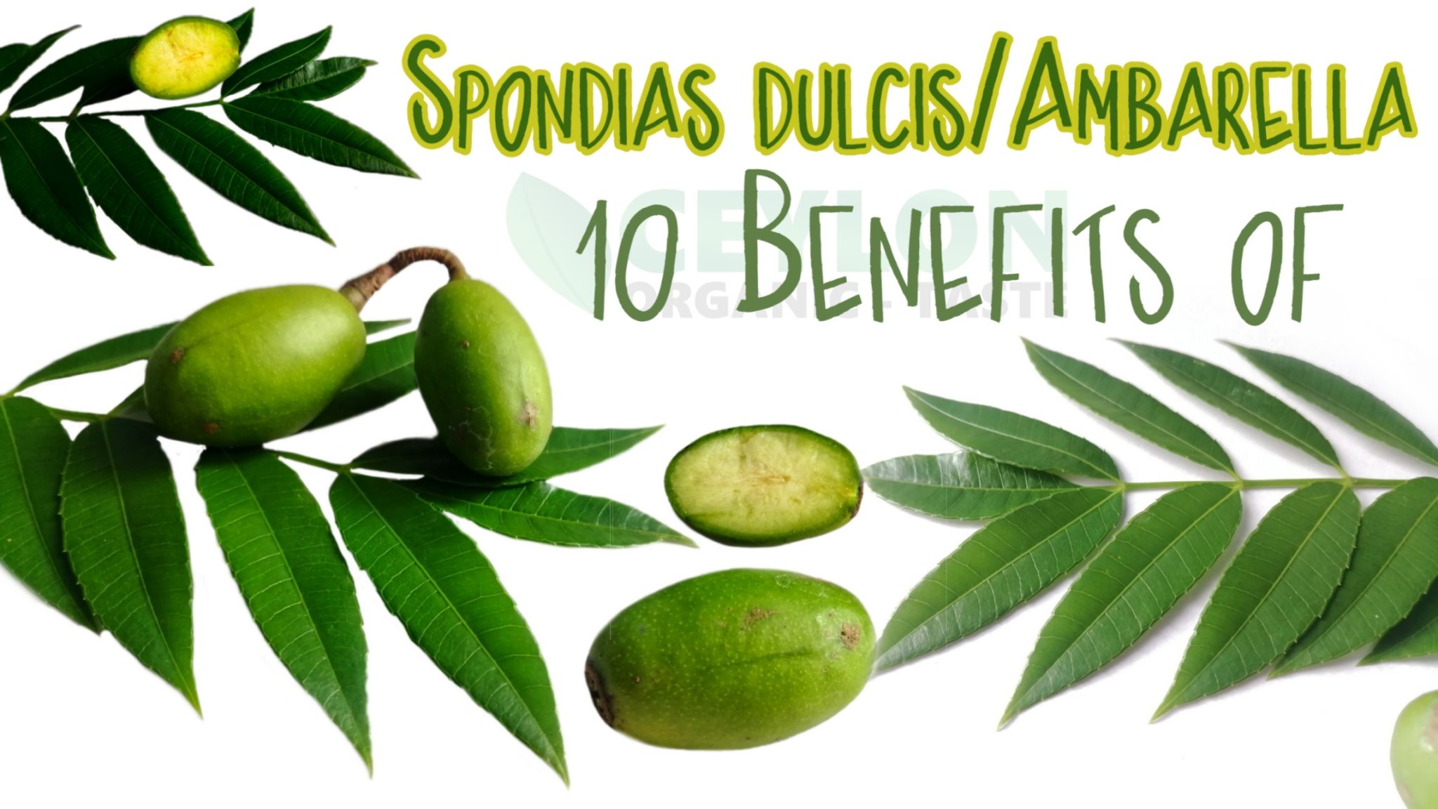 10 Benefits of Spondias dulcis/ Ambarella - Medicinal Fruit - Ceylon ...