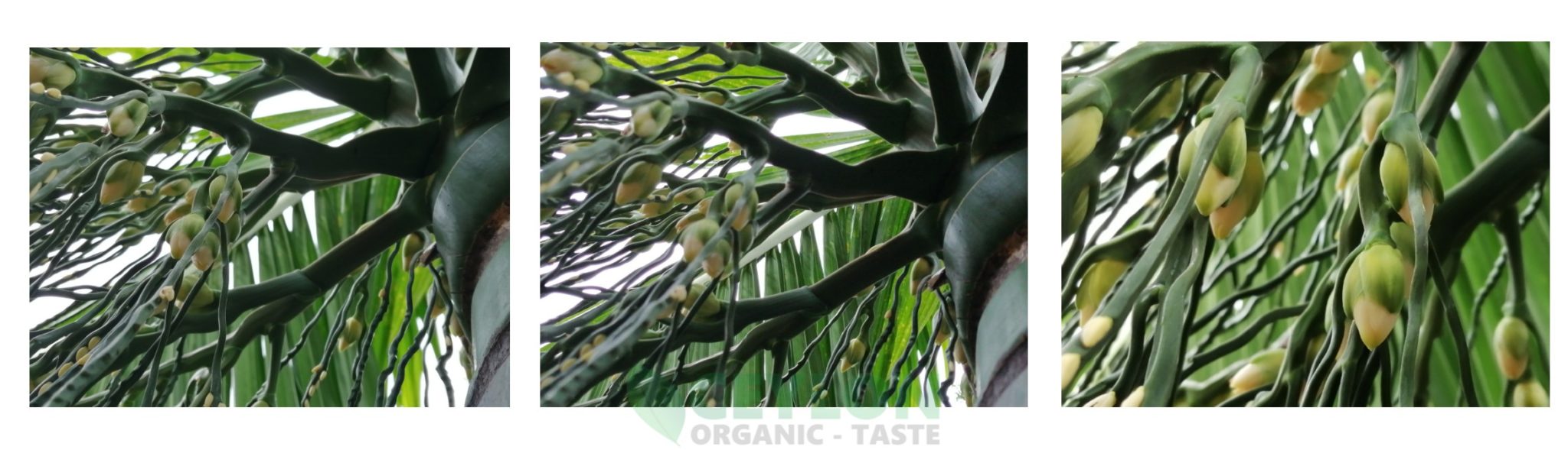 Have you ever known these things about the Areca Tree - Ceylon Organic ...