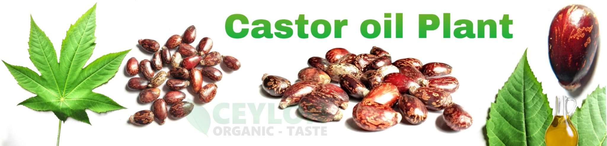 Castor oil Plant - One of the Best Indigenous Herbal for many ailments ...