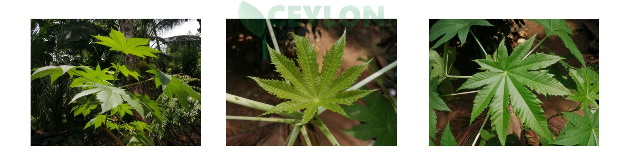Castor oil Plant - One of the Best Indigenous Herbal for many ailments ...